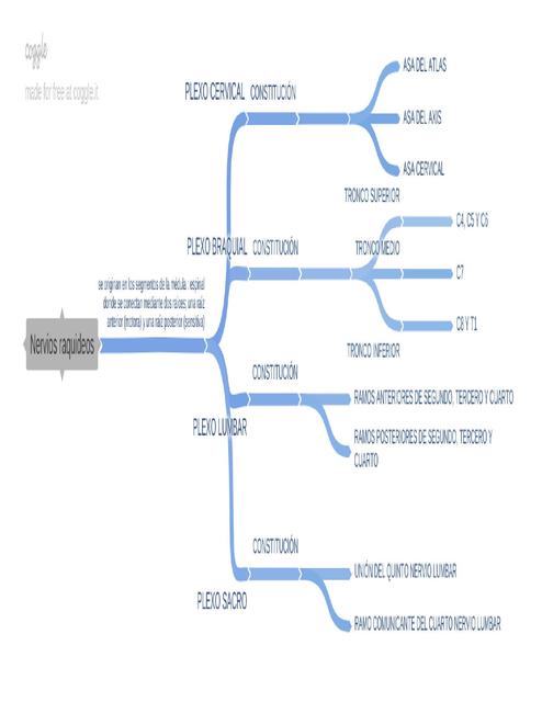 Resúmenes de Nervios raquídeos | Descarga apuntes de Nervios raquídeos