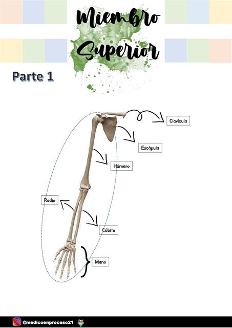 Miembro superior (Parte 1) | Medico en Proceso | uDocz