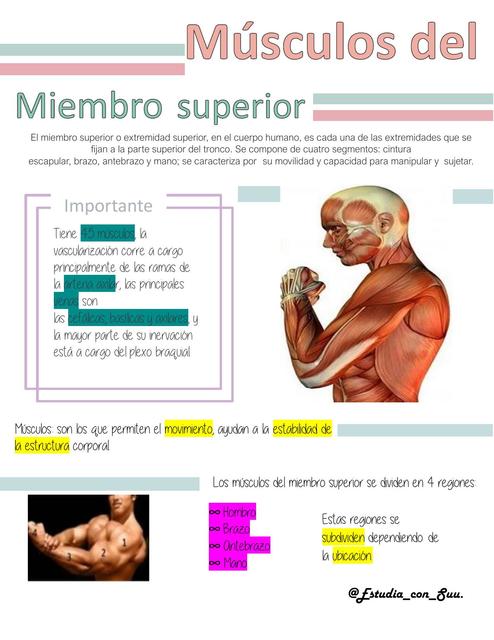 Músculos miembro superior | @Estudia_con_Su. | uDocz