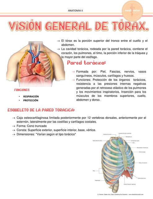 Visión General de Tórax | LTDLP_16 | uDocz