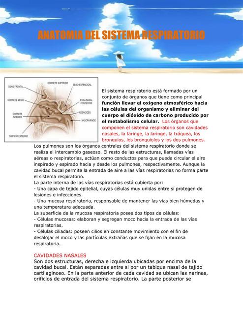 Anatomía del Sistema Respiratorio | Minerva Peralta | uDocz