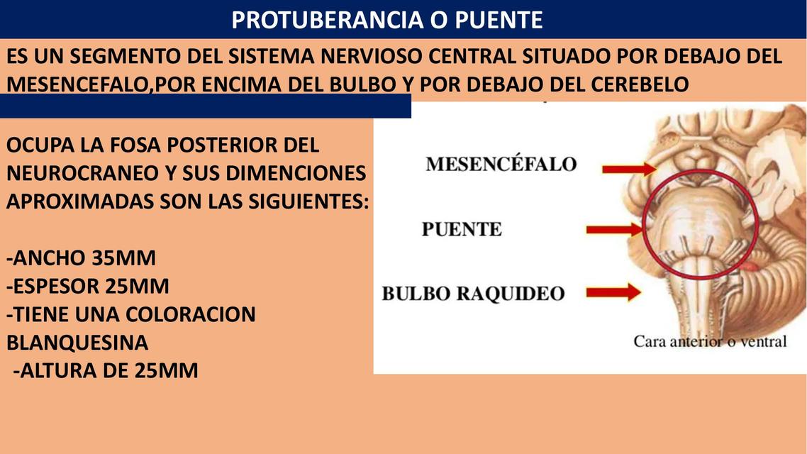 Protuberancia | , a | uDocz