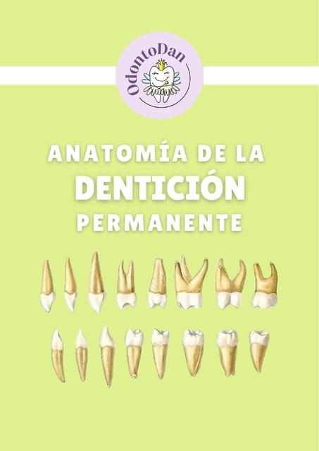 Anatomía de la Dentición Permanente | OdontoDan | uDocz