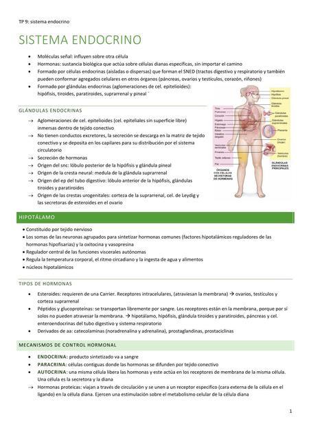 Sistema Endocrino | Sofia Gonzalez | uDocz