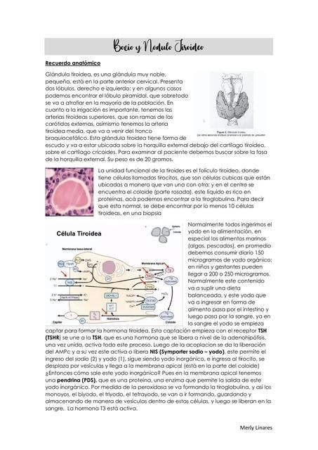 Bocio - Nódulo Tiroideo | Sabiduría Médica | uDocz Bocio - Nódulo Tiroideo | Sabiduría Médica | uDocz