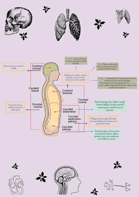 Resúmenes de Cavidades | Descarga apuntes de Cavidades