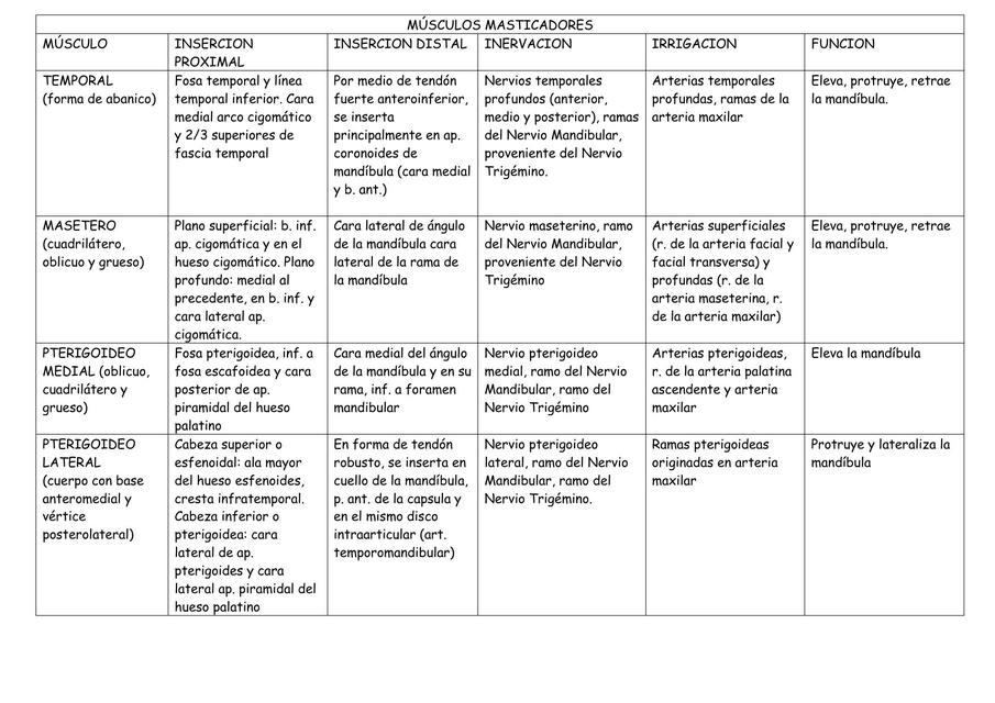 Músculos masticadores | uDocz
