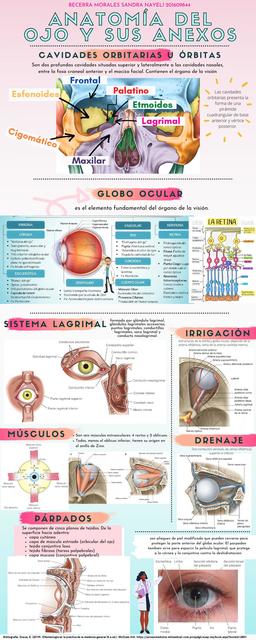 Anatomía del Ojo y sus Anexos | nayeli morales | uDocz