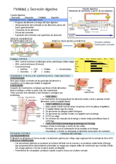 Motilidad y Secreción digestiva