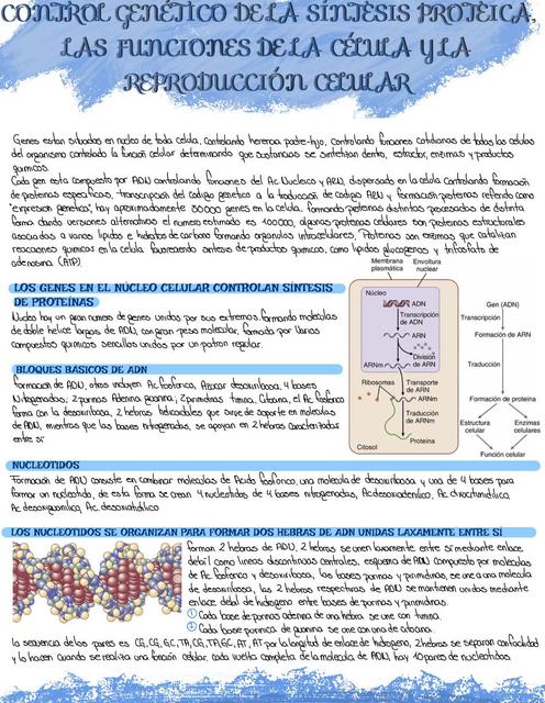 control genético Fisiología | Christian Ariel Flores Soria | uDocz