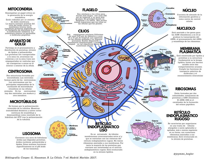 Partes de la célula | Jeymmi Hegler | uDocz