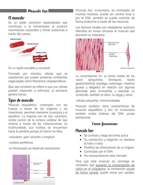 Fisiología del músculo liso | Chiqui Rojita | uDocz