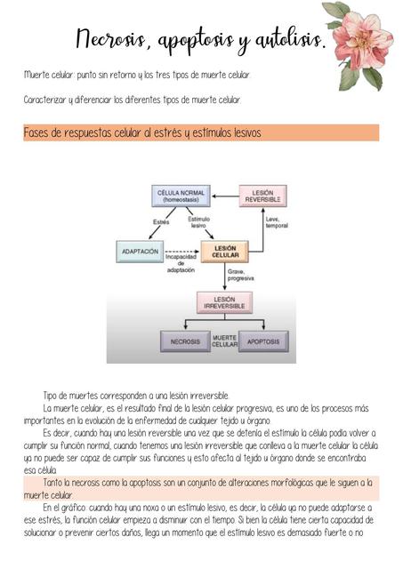 Necrosis apoptosis y autolisis | Angie.enMedicina | uDocz