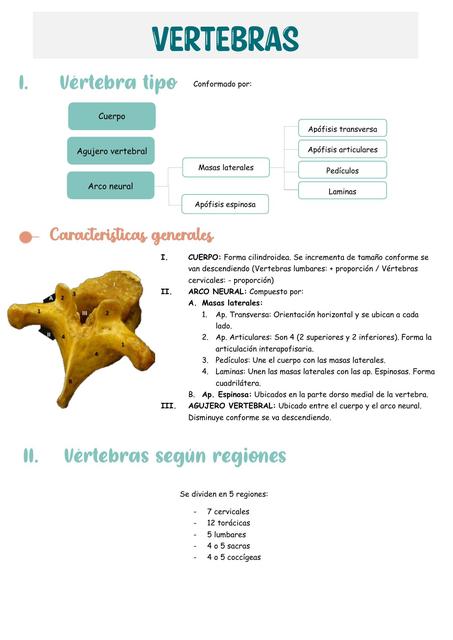 Columna vertebral | Malu Medical | uDocz