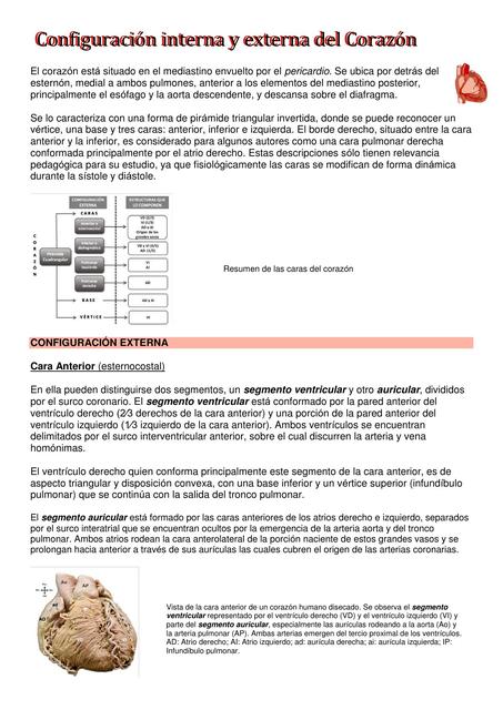 CONFIGURACIÓN INTERNA Y EXTERNA DEL CORAZON | Lucia | uDocz
