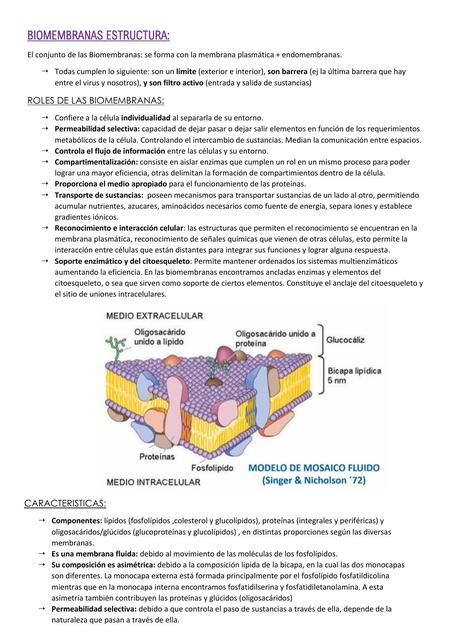BIOMEMBRANA Y CITOPLASMA | Apuntesmedicina | uDocz