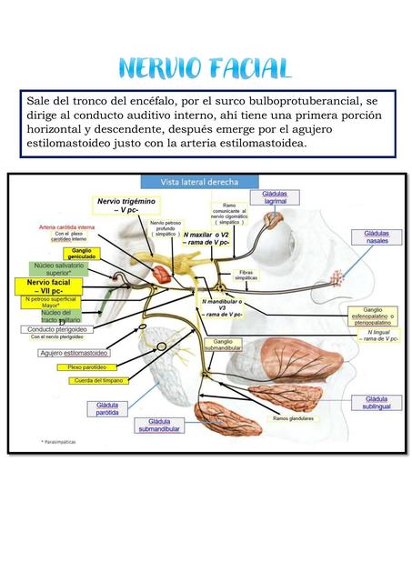 Nervio Facial | Loyda Santana | uDocz