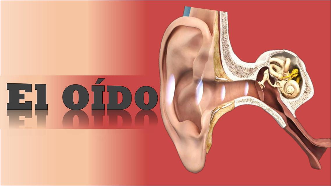 Oido externo y oído medio | Jazmín Enríquez | uDocz