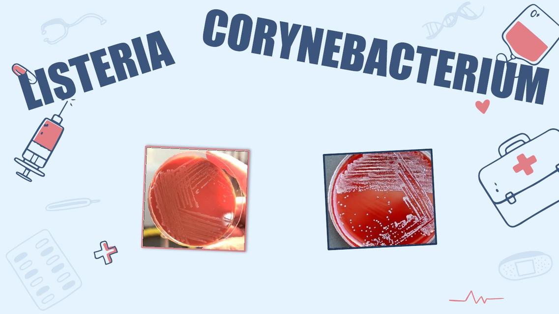 Flashcards de Listeria Corynebacterium | Por Brissa Moreno | uDocz
