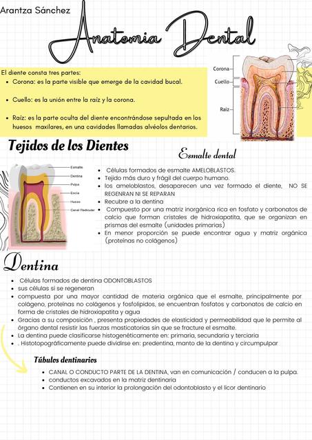 Anatomia dental | uDocz