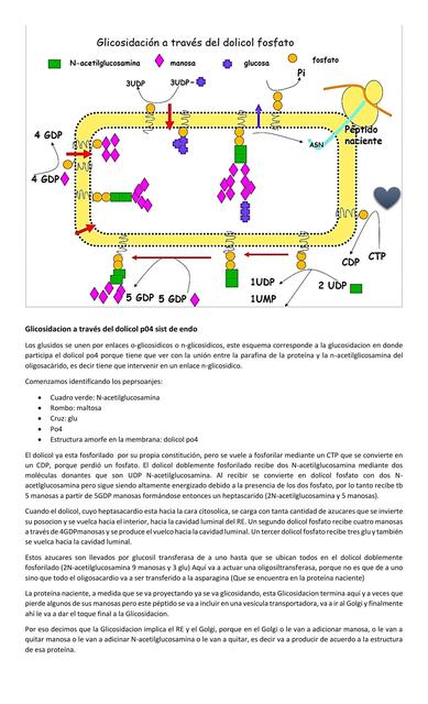 Glicosidación a través del dolicol | Dra. F | uDocz
