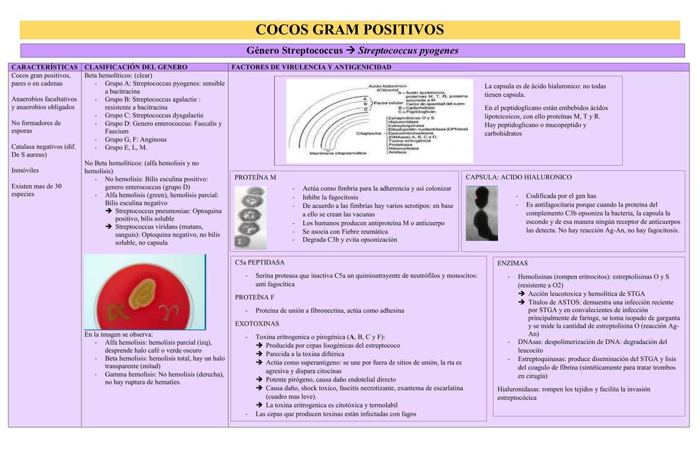 Cocos Gram Positivos