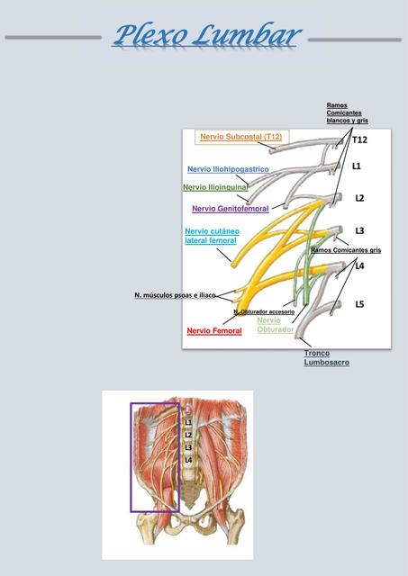 Plexo Lumbar | Larissa Malosti | uDocz