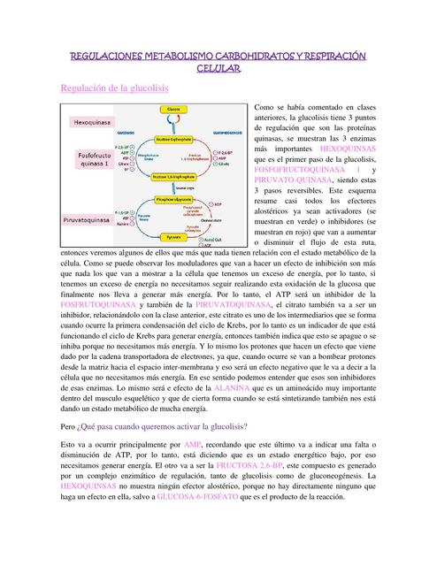 clase 82 REGULACIONES METABOLISMO CARBOHIDRATOS Y RESPIRACIÓN CELULAR ...