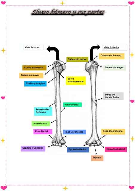 Hueso Húmero | Larissa Malosti | uDocz