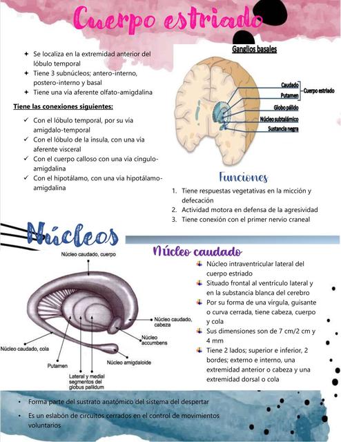 Cuerpo Estriado | L.Y.S.E. | uDocz