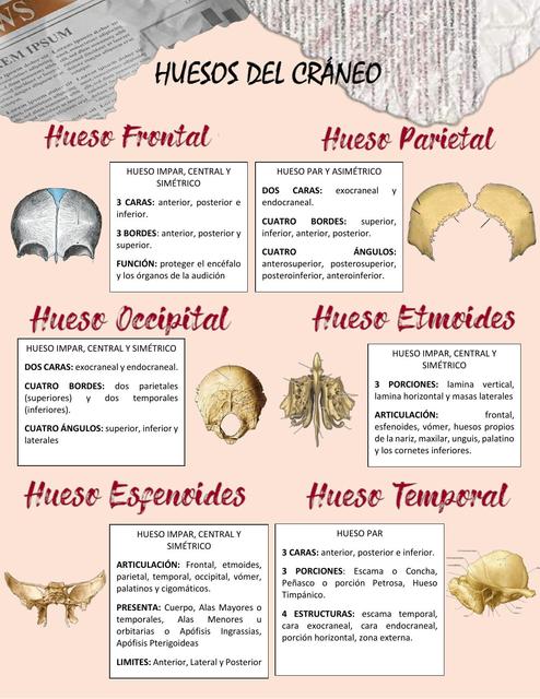 Huesos del Cráneo | Mario Martinez | uDocz