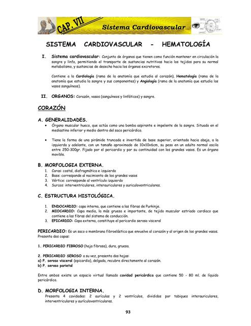 Sistema cardiovascular | Tiroxina Med 🩺 | uDocz