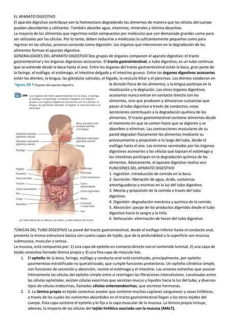 EL APARATO DIGESTIVO | Monica Visciglia | uDocz