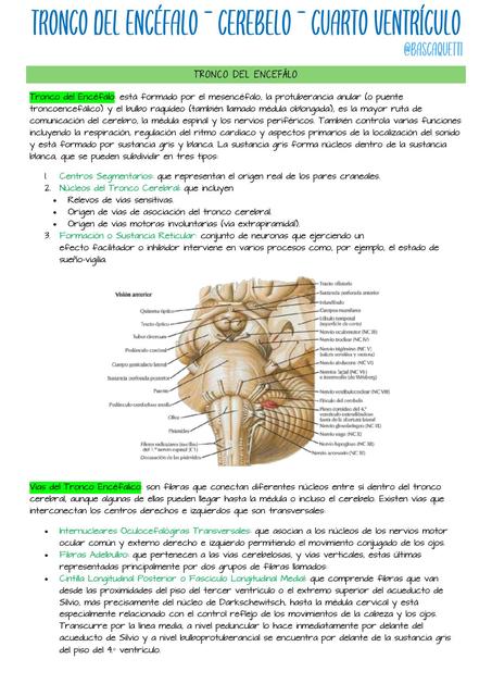 TP 20 Tronco del Encéfalo Cerebelo Cuarto Ventrículo N2 | Barbi | uDocz