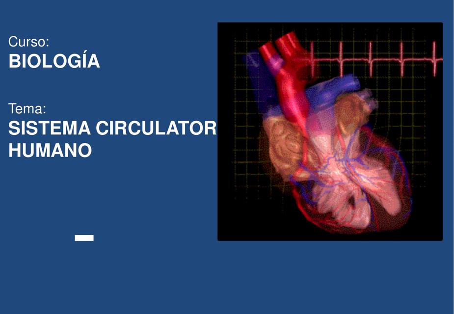 Flashcards de Sistema Circulatorio Humano | Por Patricia Del Carpio | uDocz