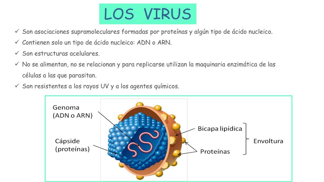 Los Virus | Patricia Del Carpio | uDocz