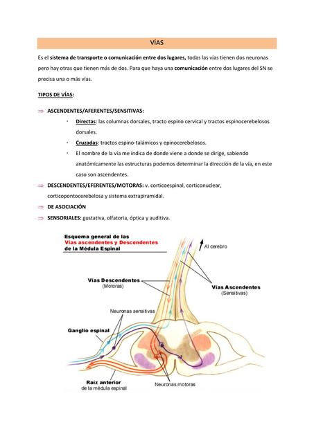 Resumen Neuroanatomía Vías Sistema Nervioso | eri | uDocz