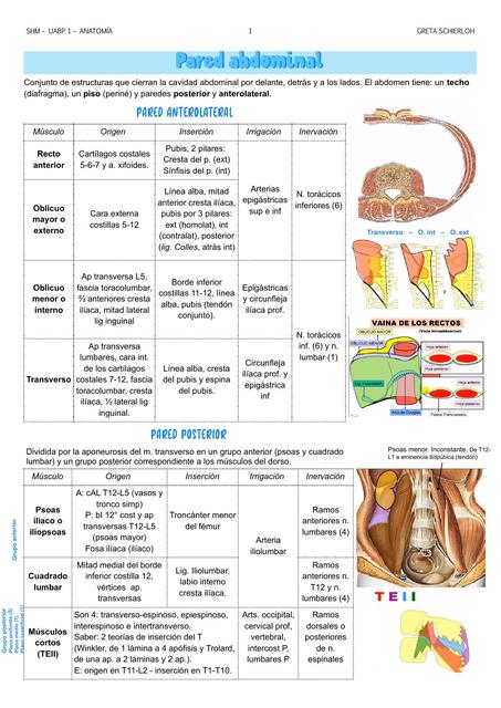 Pared abdominal y retroperitoneo | Miocardiocito | uDocz