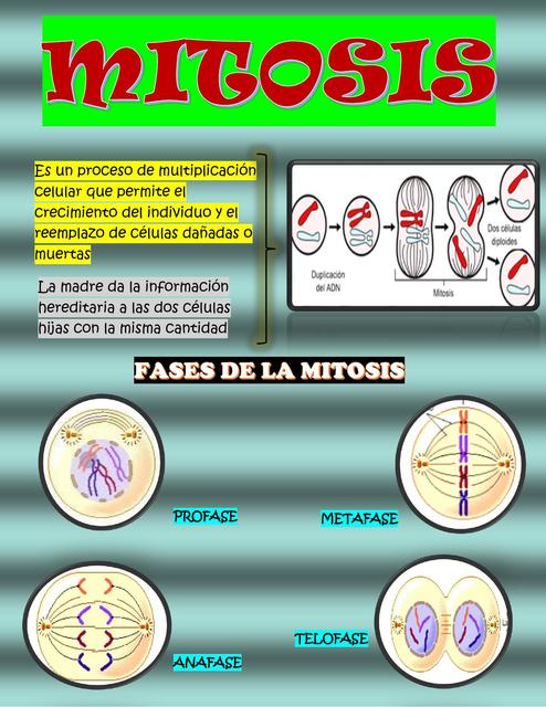 Mitosis | Kimberly Alvarez | uDocz