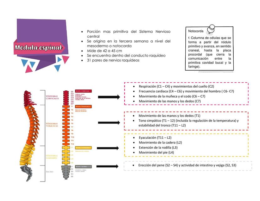 Medula espinal | Ameli | uDocz