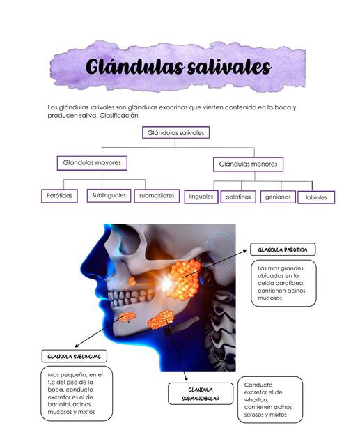 Glándulas salivales | Ameli | uDocz