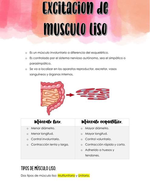 Excitación del Músculo Liso | uDocz creators | uDocz