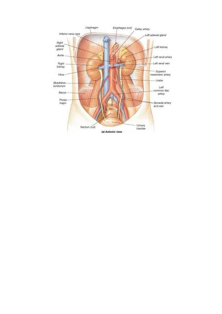 Anatomía | uDocz creators | uDocz