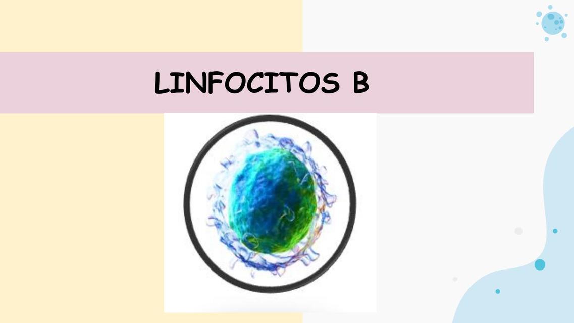 Linfocitos B | Maykol Sandoval | uDocz
