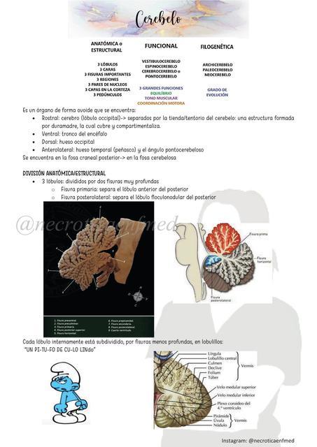 Cerebelo | Necrotica | uDocz