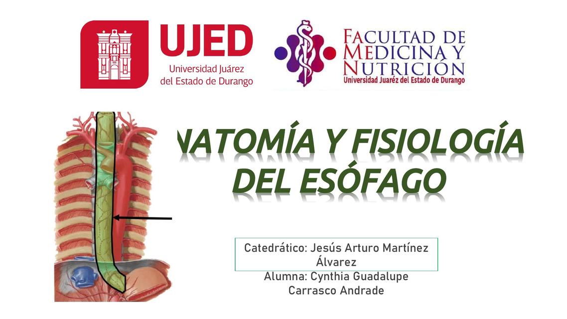 Anatomía y Fisiológica del Esófago