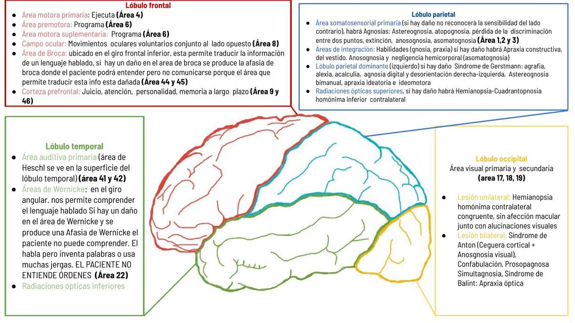 Lóbulos | Andrea Mogollón Gavidia | uDocz