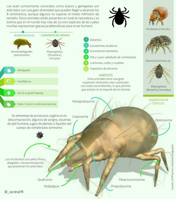 ÁCAROS | Carolina C | uDocz