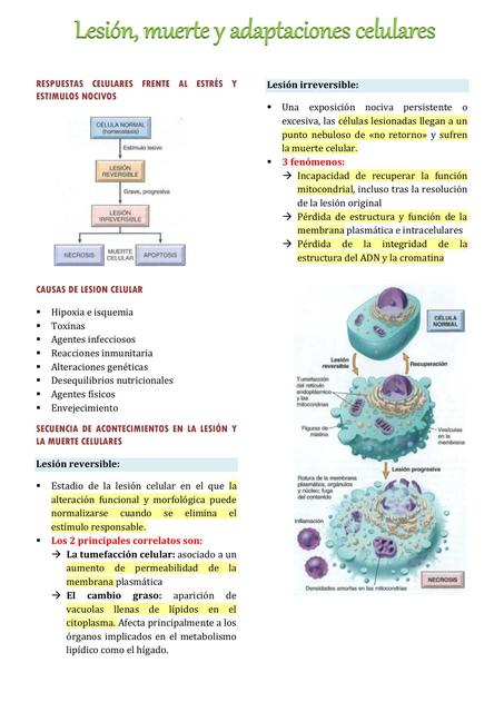Lesión muerte y adaptaciones celulares | Leslie Carhuaz | uDocz