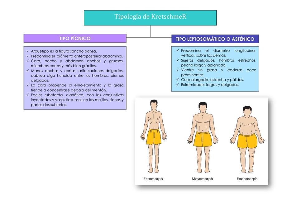 Tipología de Kretschmer | Lilibeth Zambrano | uDocz